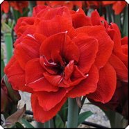 Pink Petals Waxed Amaryllis Flower Bulb with Stand, Grow Real Blooming ...