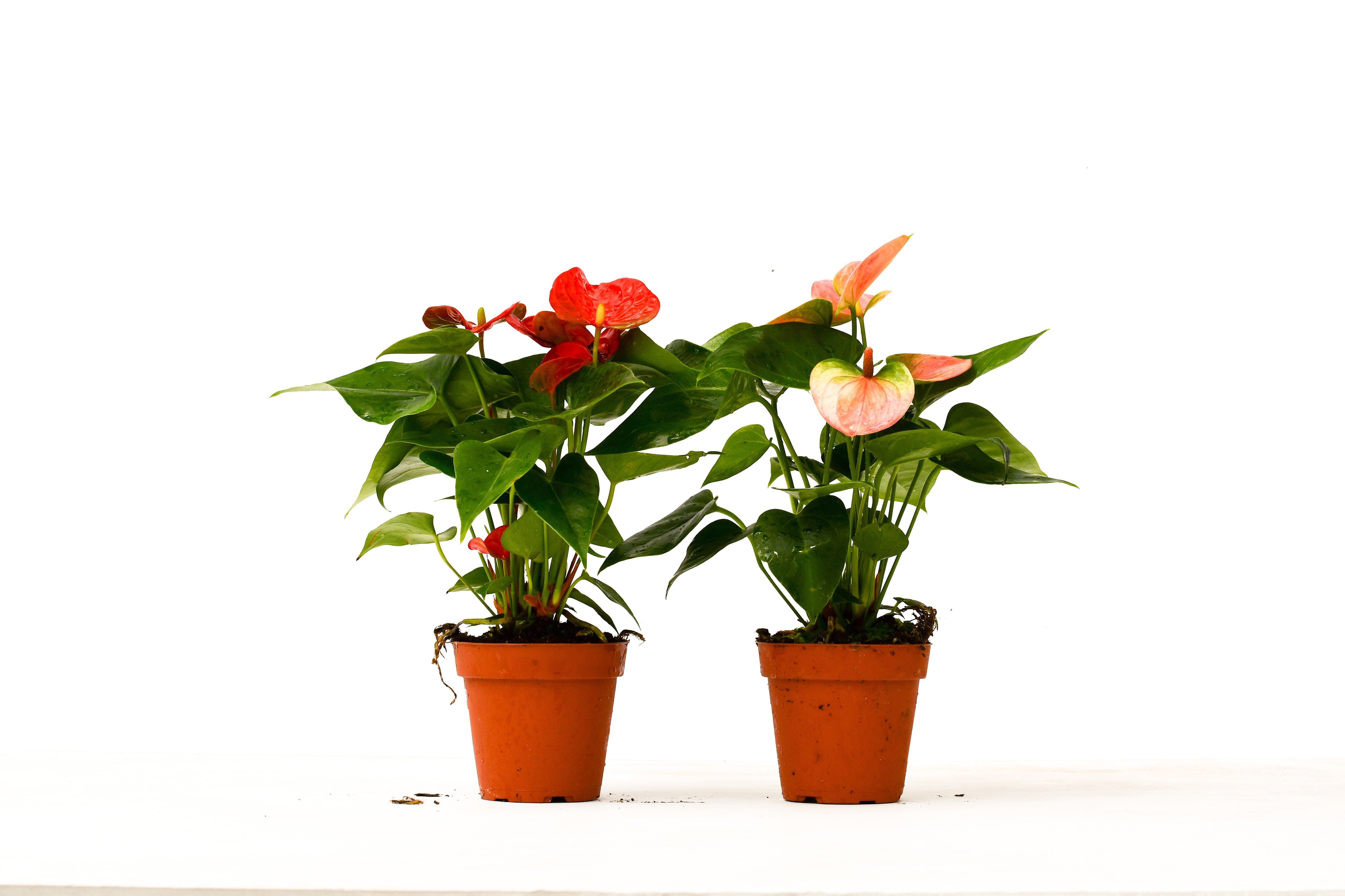 2 Anthurium Variety Pack - 4" Potsin 4" Pot | Live Plant for Indoor | 7 ...