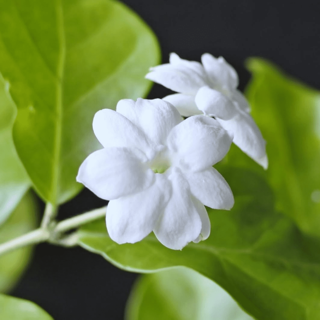 2 Arabian Jasmine Plant Live, Maid of Orleans Sambac Jasmine Live ...