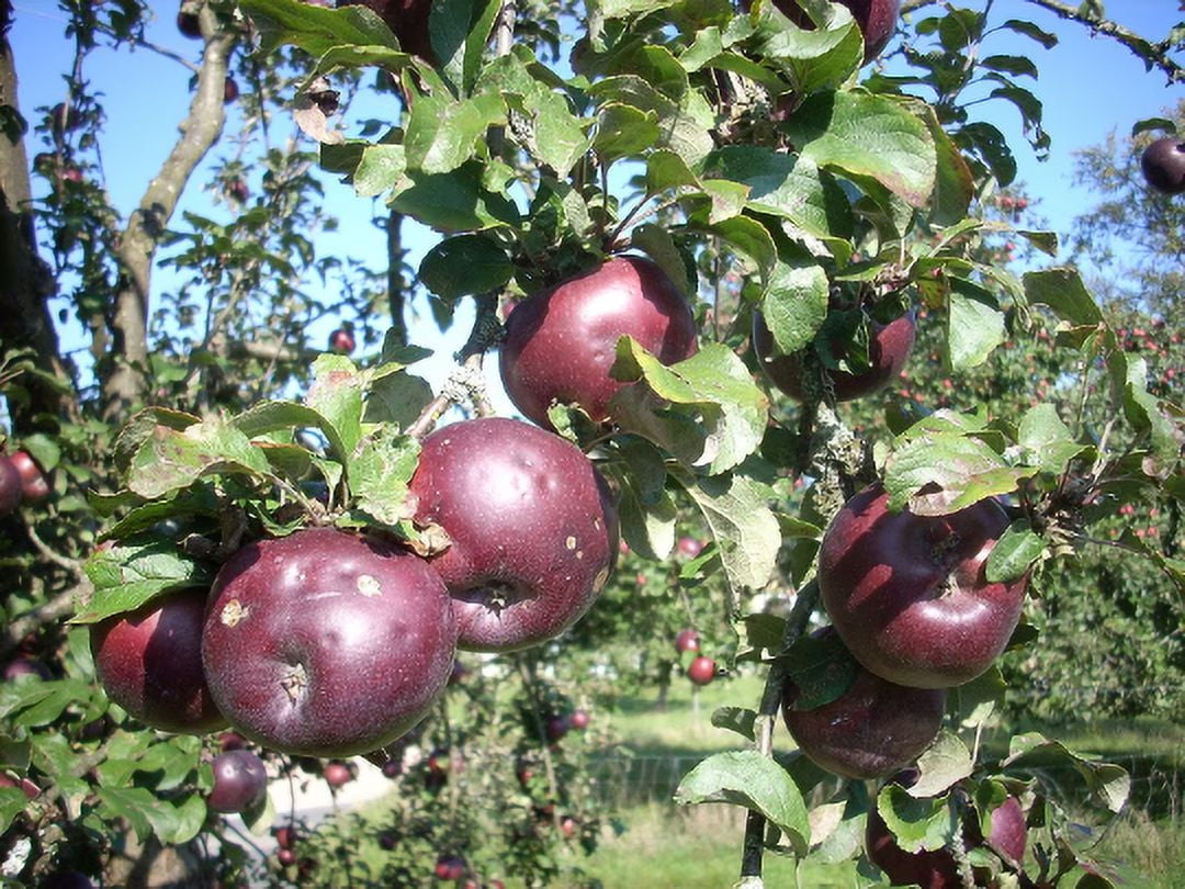 2 Arkansas Black Apple Trees Bareroot 2-3 feet tall--Crisp, Juicu Fruit ...