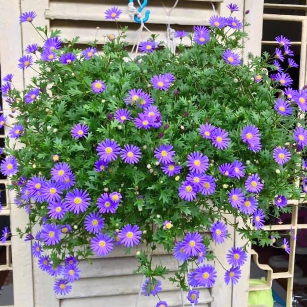 2 Aster Plants Live, Asters Perennial Live Plants, 5 to 7 Inc Tall ...