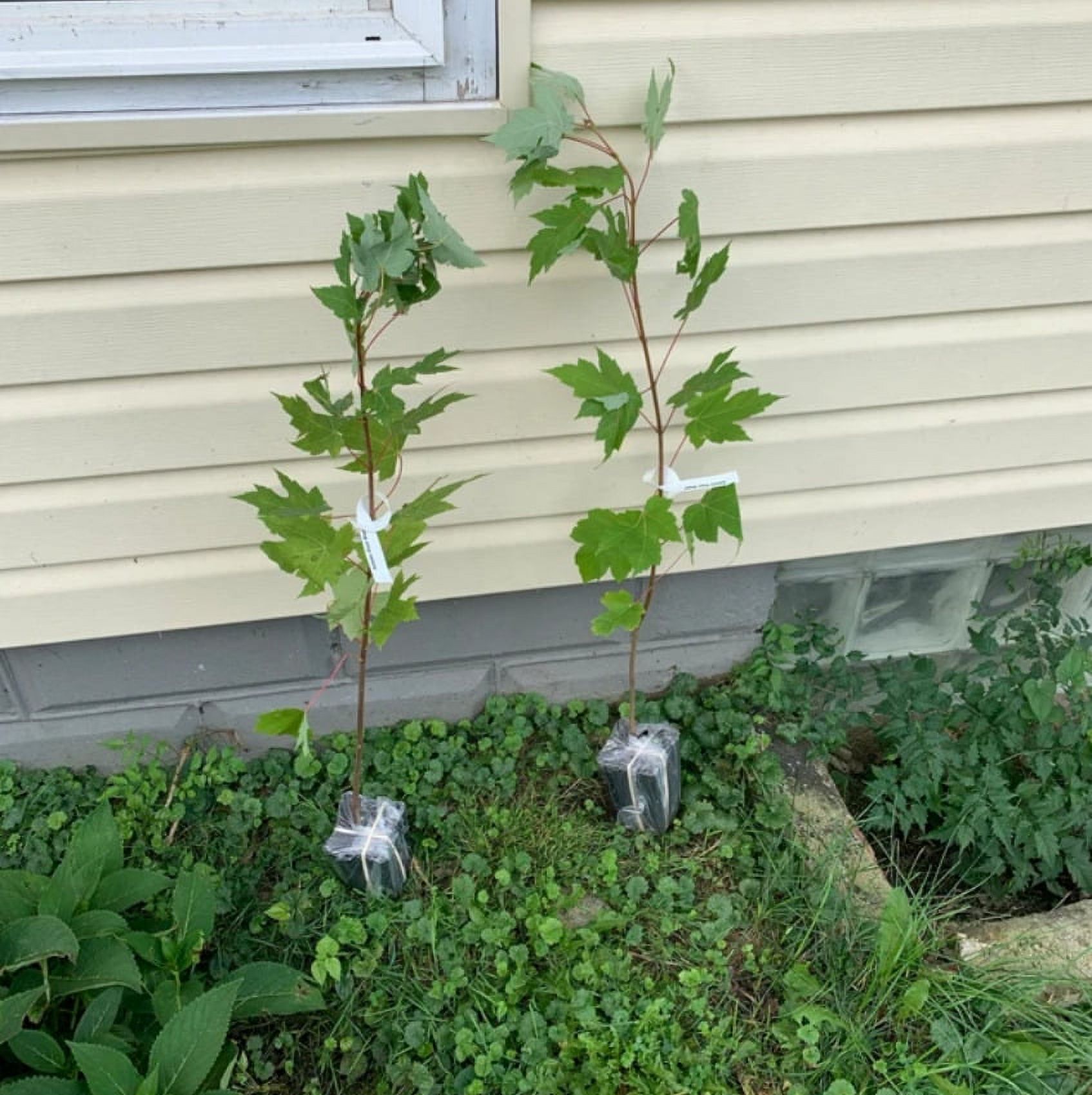 2 Autumn Blaze Maple Trees - 12-24" Tall Seedlings - Live Plants ...