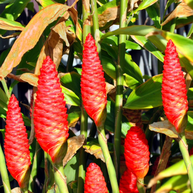 2 Awapuhi Shampoo Ginger Roots for Planting, Zingiber Zerumbet Pinecone ...