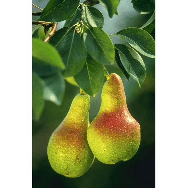 2 Ayers Pear Trees Bareroot 2-3 feet tall--Sweet, Blushing Fruit--A ...