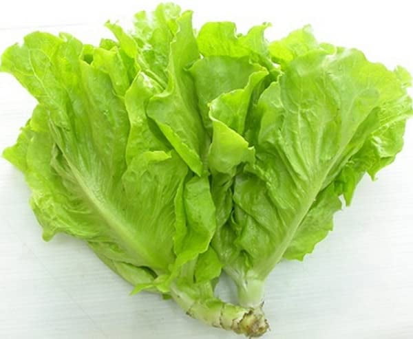 2 Bags of 3000 Seeds Vietnamese Lettuce H2FSDVery Easy to Grow Very ...
