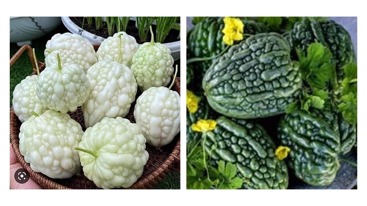 2 Bags Apple TWE5 Bitter Melon Seeds; 百勝白玉苦瓜 F1 Bitter Melon Rare find ...
