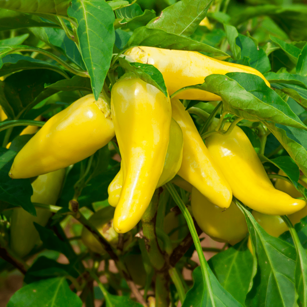 2 Banana Pepper Live Plants, Sweet Peppers Chili Plant for Planting 4 ...