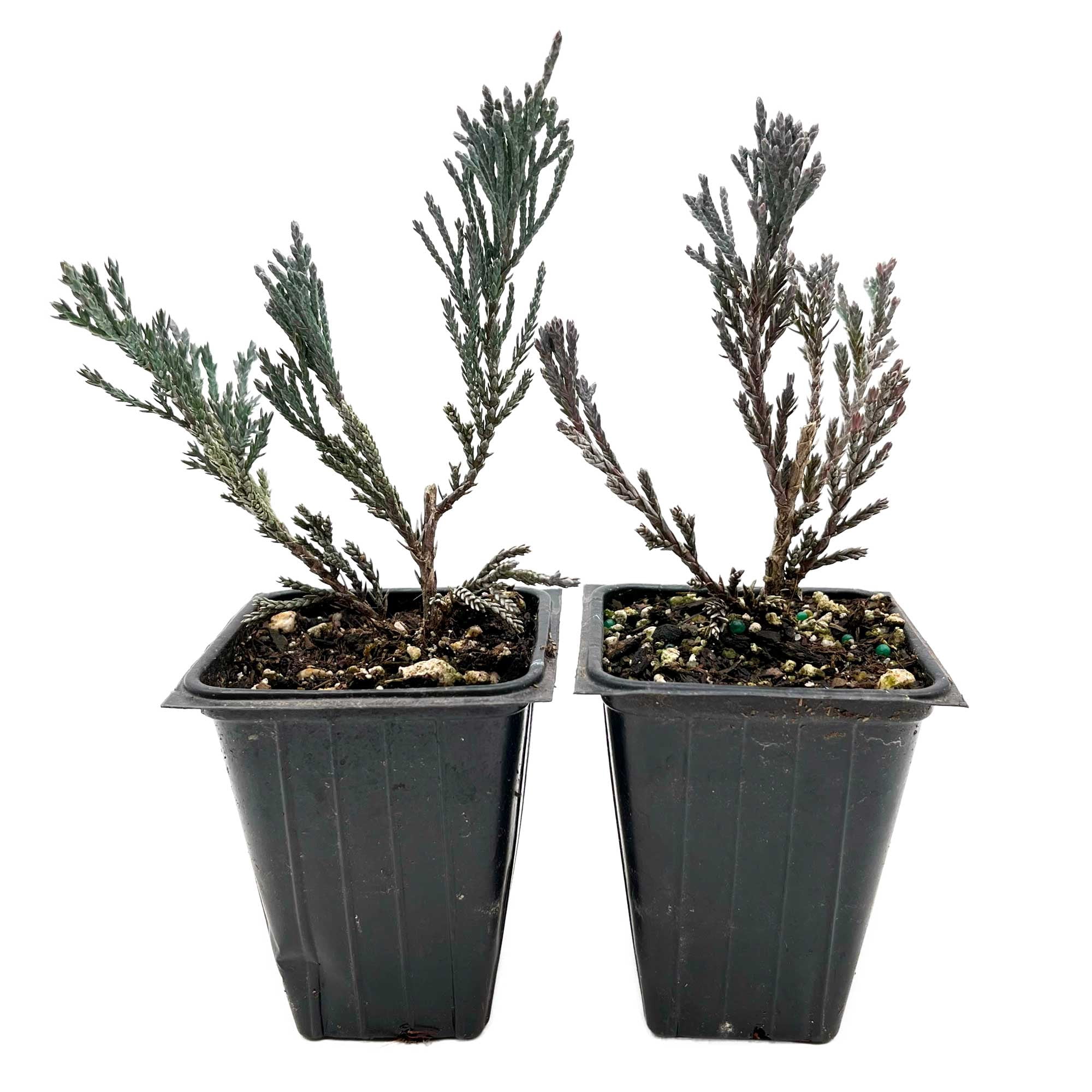 2 Bar Harbor Juniper – Low-Growing Evergreen Conifer Groundcover Shrub ...