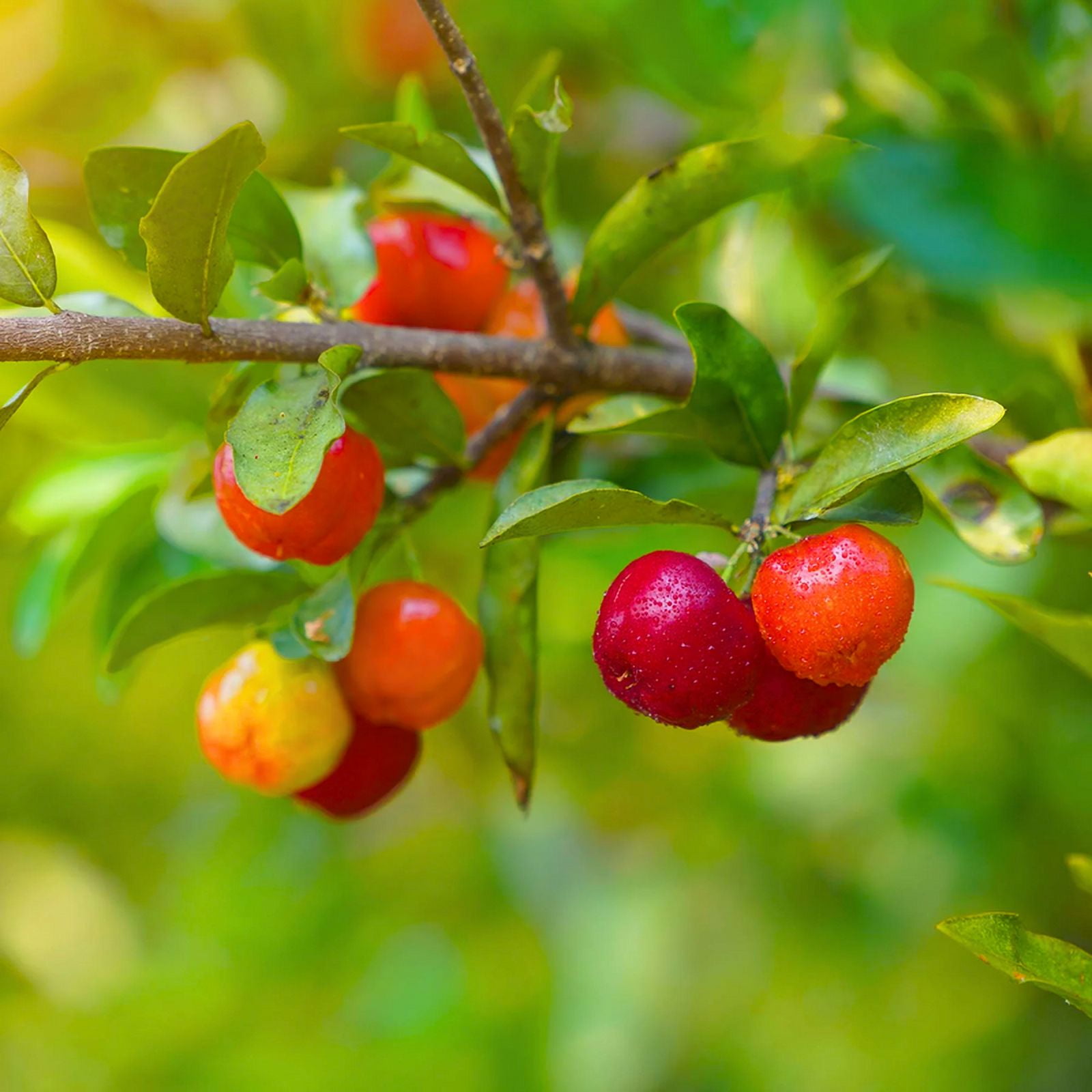 2 Barbados Cherry Tree, Acerola Cherry Fruit Plants Live for Planting ...