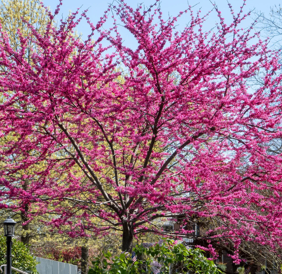 2 Bare Roots Redbud Trees Seedlings Live Plants, 9 Months Old Dormant ...