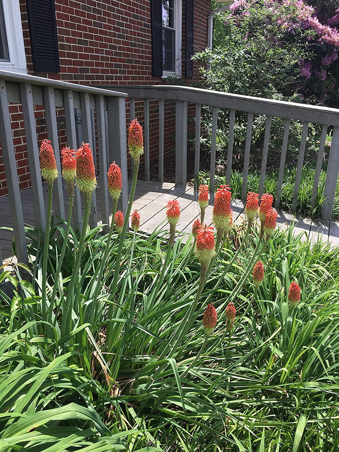 2 Bareroot Red Hot Poker/Torch Lily/Kniphofia/Poker Lily - Walmart.com