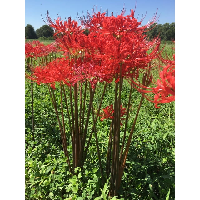 2 Bareroot Red Surprise Lily/ Resurrection Lily/ Naked Lady/ August ...