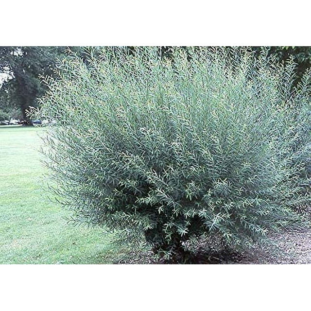 2 Basket Willow Bush Cuttings -Salix purpurea - Prized for Branches to ...