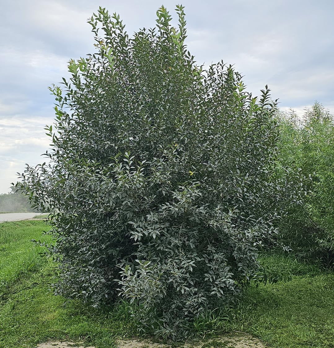 2 Bay Willow Cuttings to Grow - Meduim Sized Tree, Good for Privacy ...