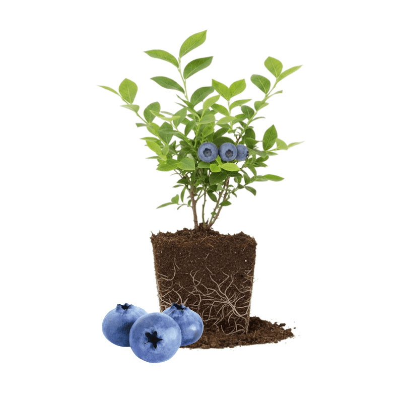 2 Biloxi Blueberry Plants 4–6 Inches Tall, Fruit Berry Bush Plants for ...