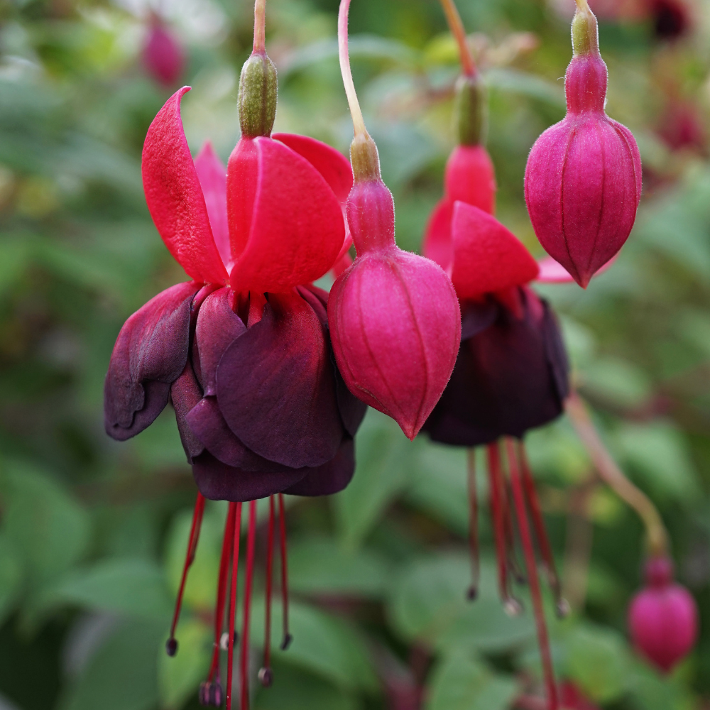 2 Black Fuchsia Plants Live, Vibrant Fuchsias Hanging Flowering Plant 3 ...