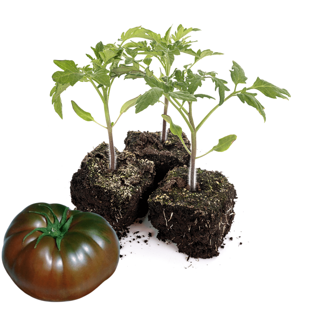 2 Black Krim Tomato Plants Live For Planting Outdoors, 5 to 8 Inch Tall ...