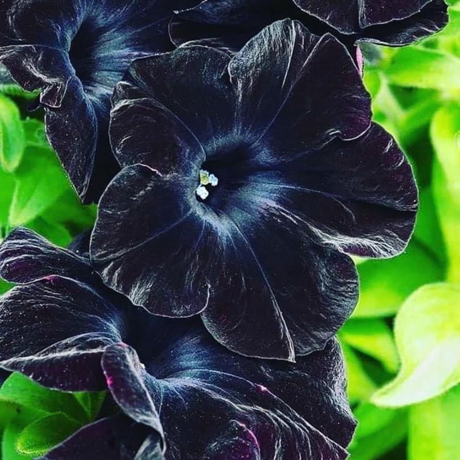 2 Black Petunia Plants Live, Vibrant Flowering Seedlings, 5-9 Inches ...
