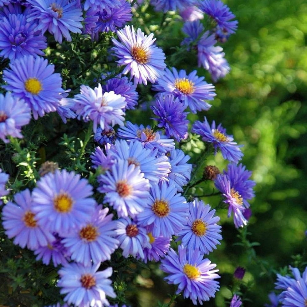 2 Blue Aster Woods Live Plant, Aster Woods, Perennial Tree, Ideal for ...