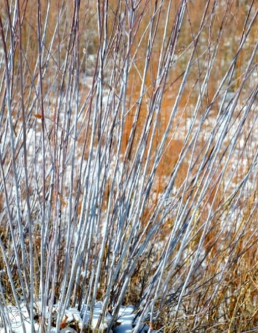 2 Blue Bark Willow Cuttings to Grow - Fast Growing Bush with Stunning ...