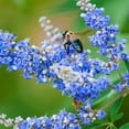 2 Blue Chaste Vitex Trees Live Plants, Texas Lilac Tree Well-rooted 5–9 ...