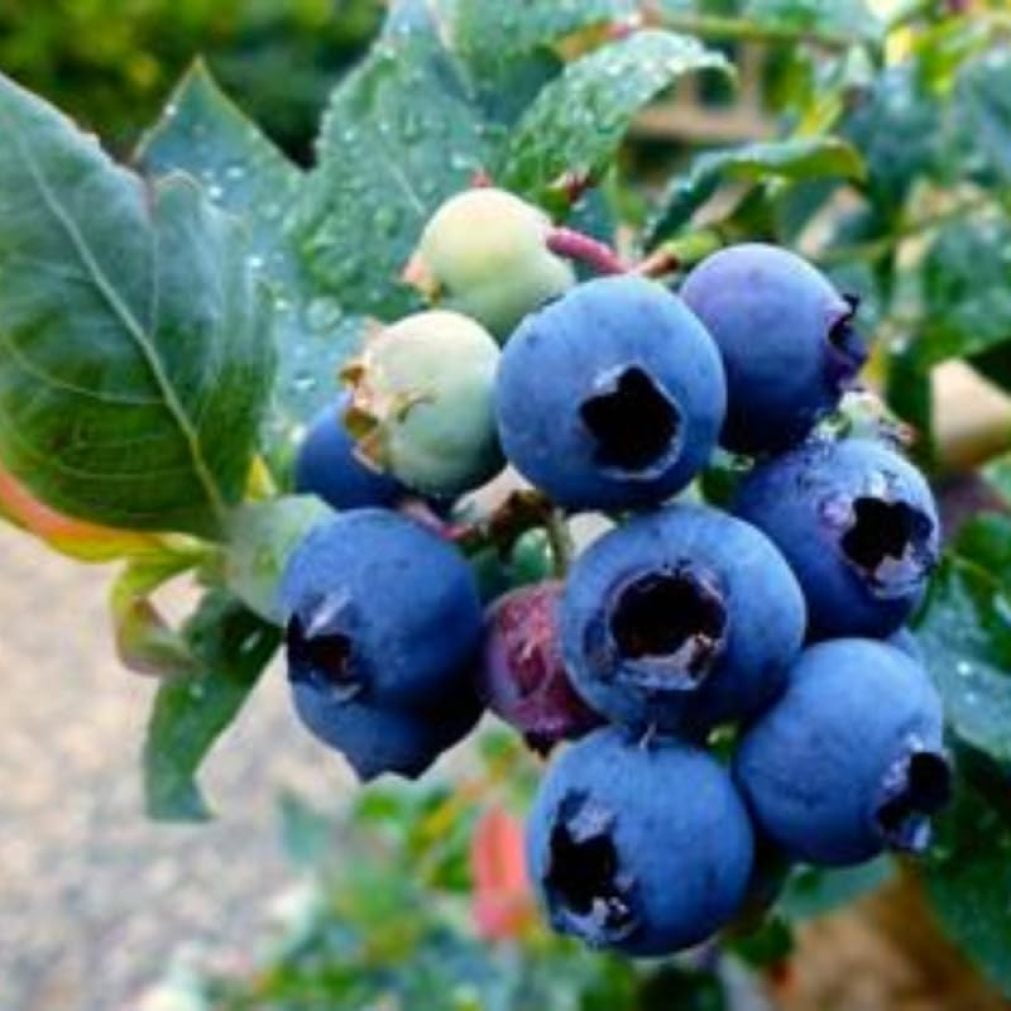 2 Blueberry Plant Live 1 Year Old, Sweet Blueberry Bush Live Plant ...