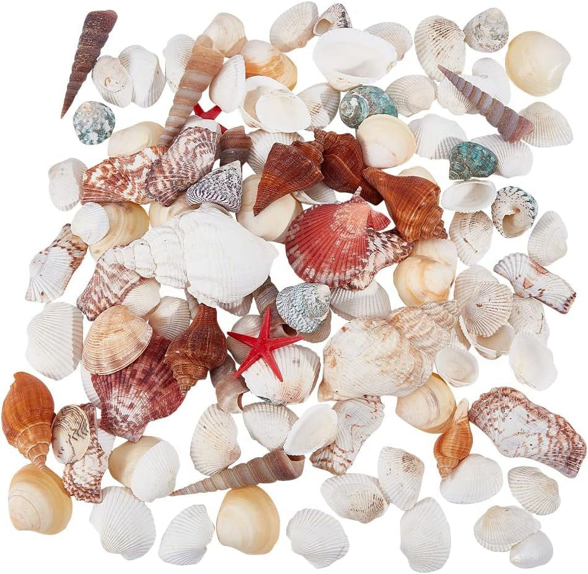 2 Boxes Mixed Beach Seashells Starfish Spiral Nugget Seashell Charms No ...