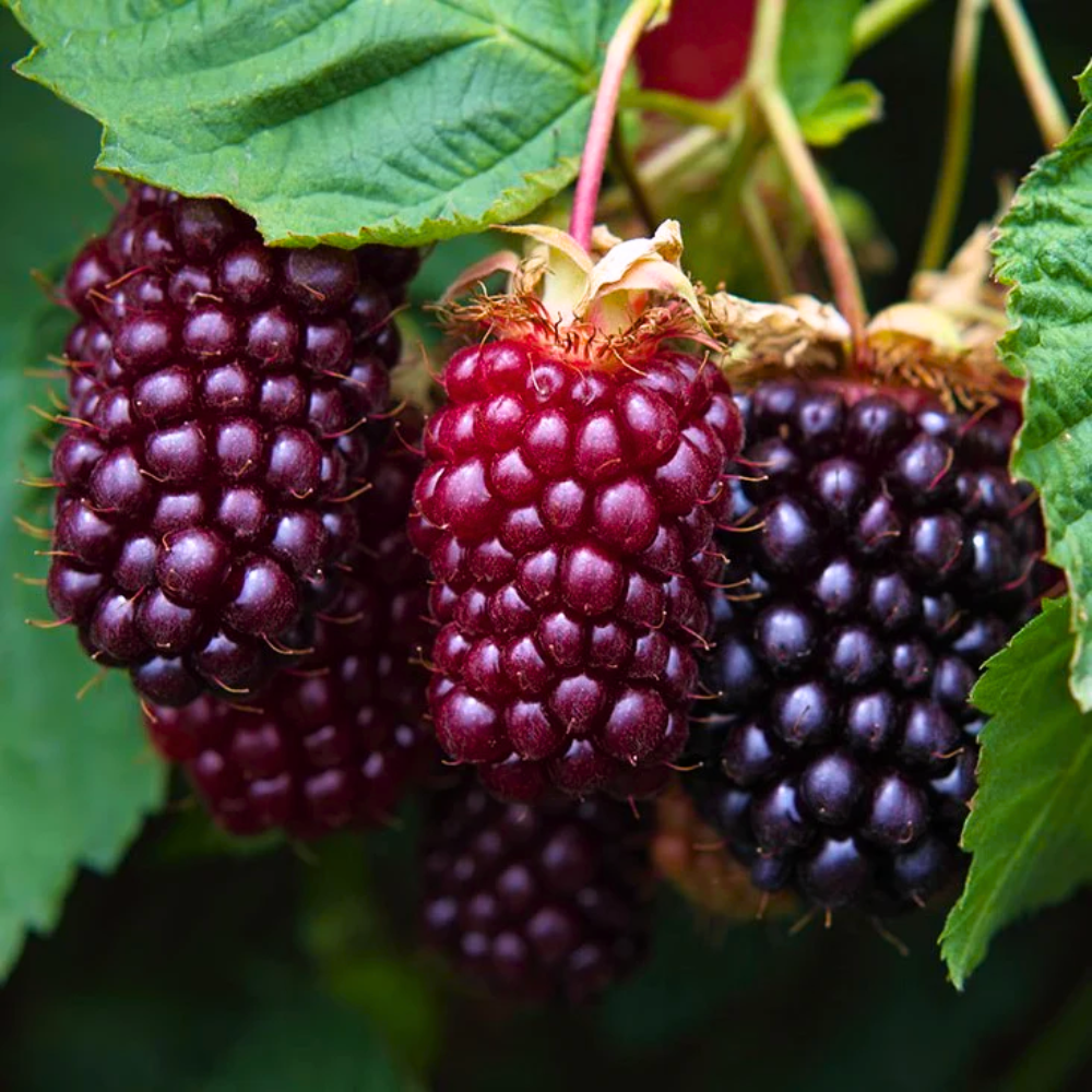 2 Boysenberry Plants Live, Sweet Boysenberry Tree for Planting, Rooted ...