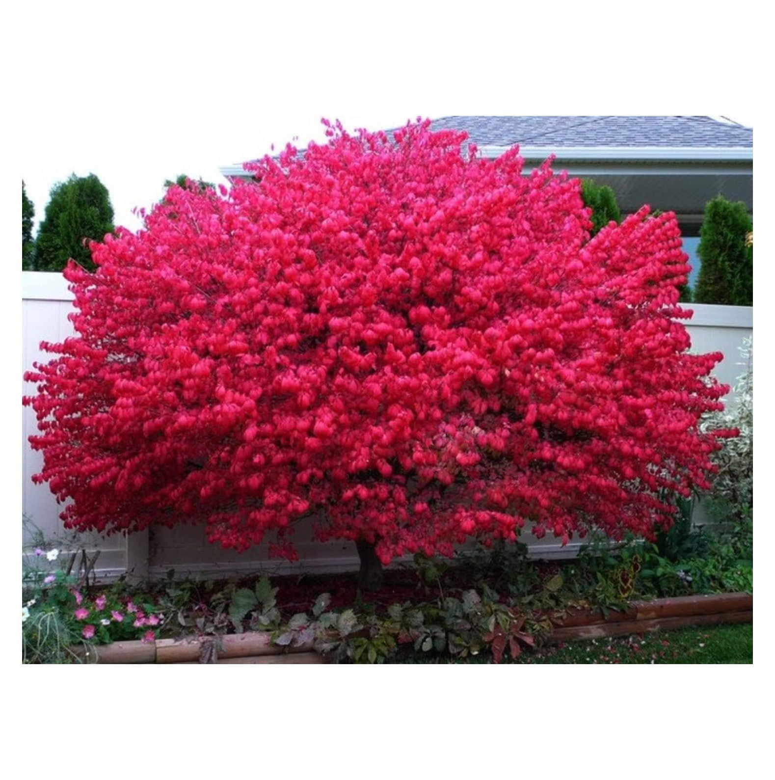 2 Burning Bushes Plants Live 6 to 12 inches Bareroot Euonymus Alatus ...