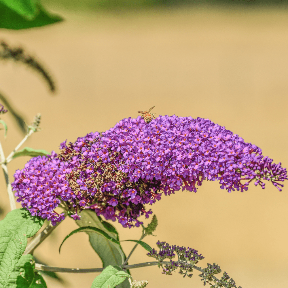 2 Butterfly Bush Live Plants, Lavender Butterfly Bush Shrub 4-6 Inch ...