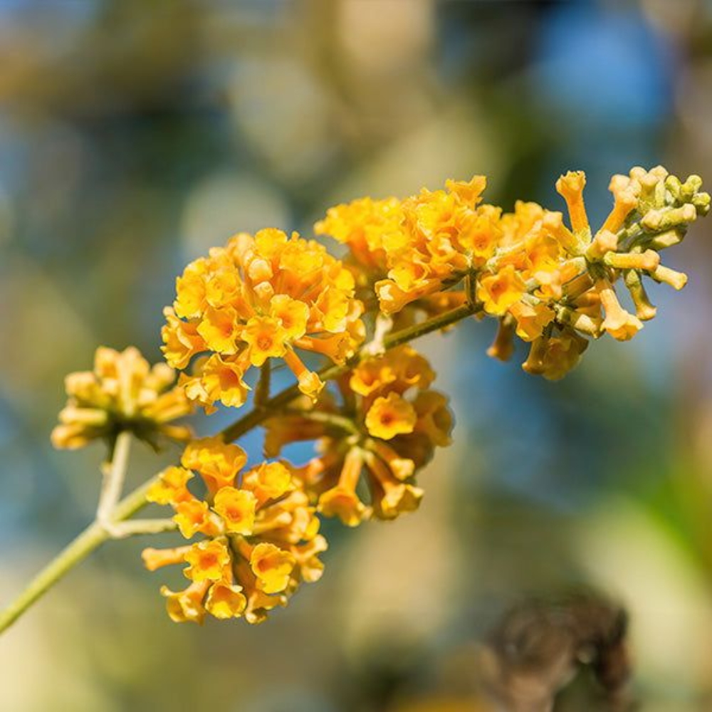 2 Butterfly Bush Live Plants, Yellow Buddleia Shrub for Planting 4 to 6 ...