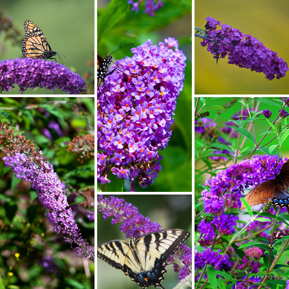 2 Butterfly Bush Shrubs Live Plants, 4" Pot, Buddleia Butterfly Bush ...