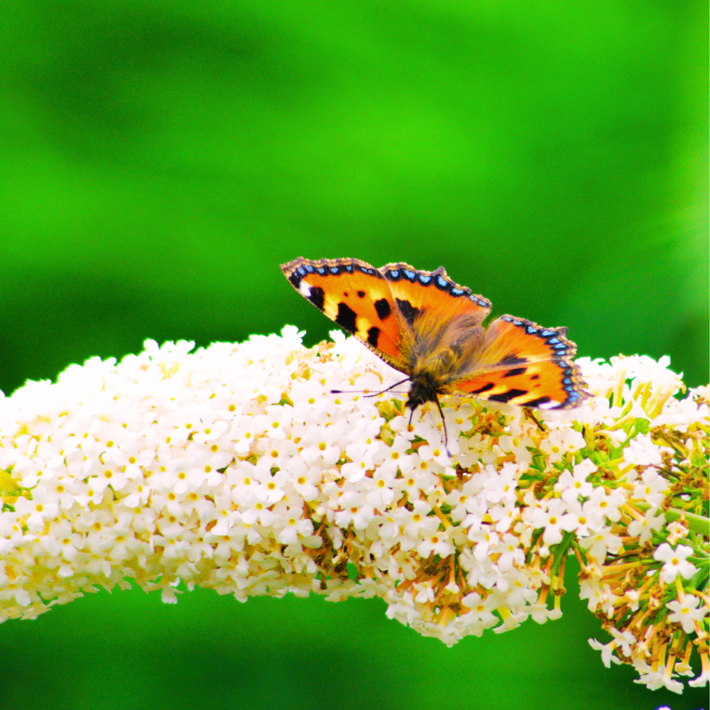 2 Butterfly Bush Shrubs Live Plants, 4" Pot, Buddleia Butterfly Bush ...