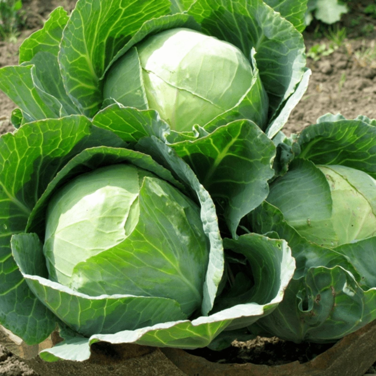 Extraordinary Live Vegetable Plants Photos