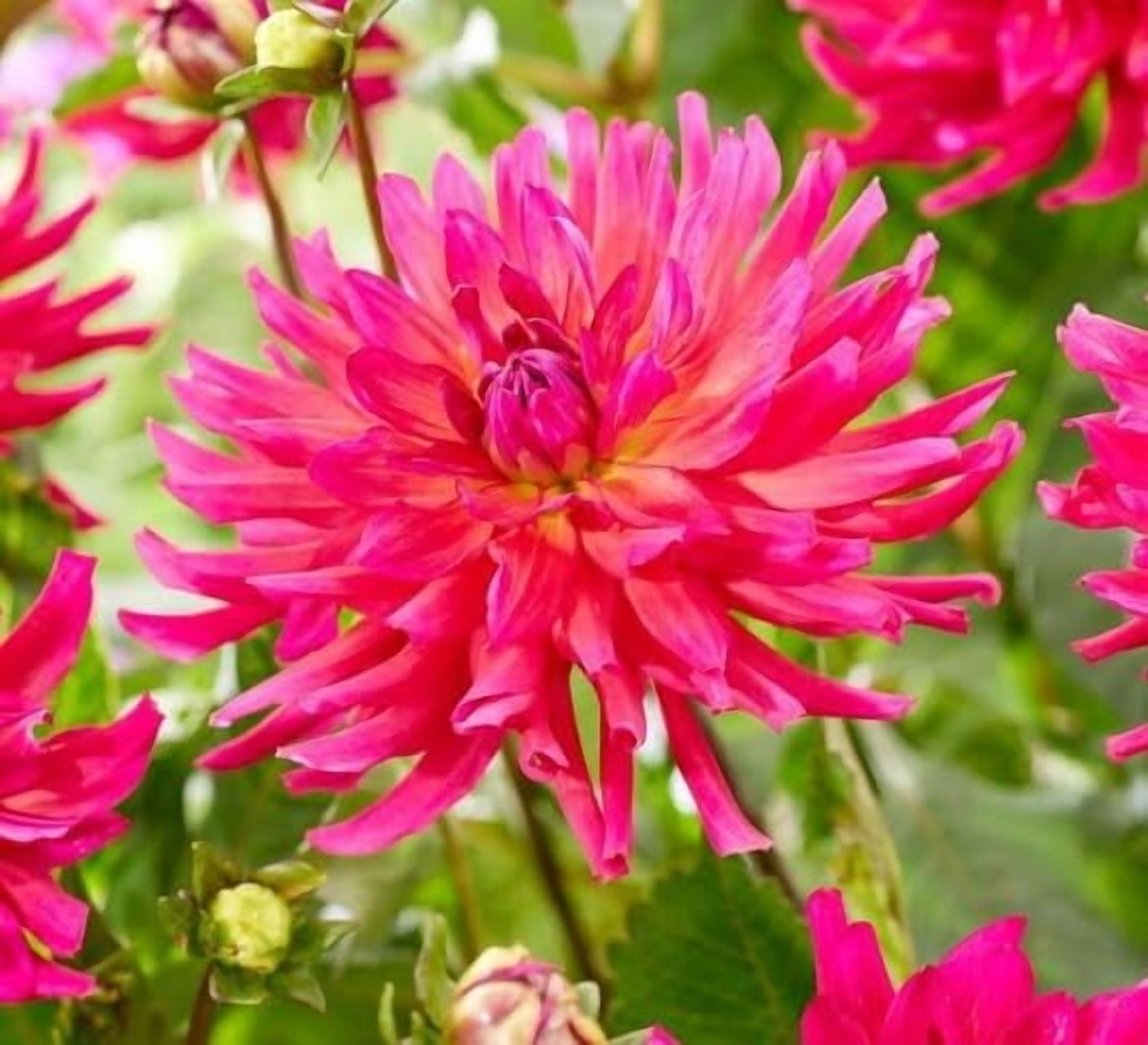 2 Candy Time Dahlia Tubers for Planting - Stunning and Giant Pink ...