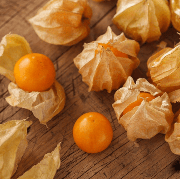 2 Cape Gooseberries Plants Live for Planting, Goldenberry Plants for ...