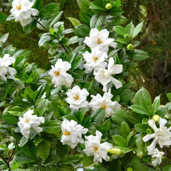 Indoor Jasmine Plants