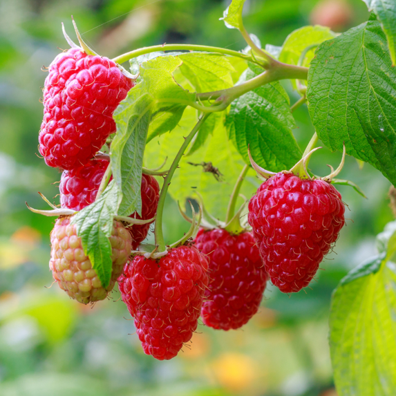 2 Caroline Raspberry Plants, Red Raspberry Fruit Bushes Live Plant ...