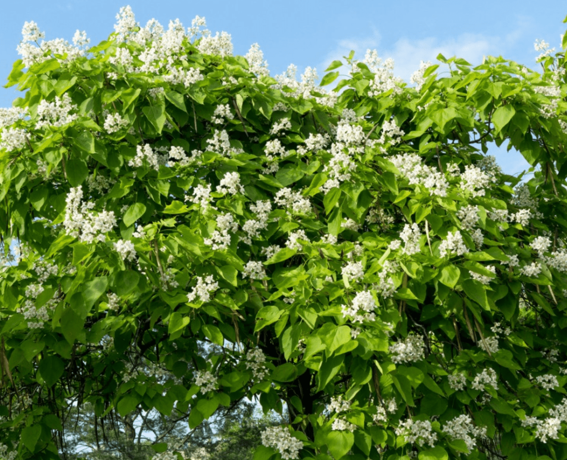 2 Catalpa Tree Live Plants, Bare Root Seedlings, 6 to 12 Inch Tall ...