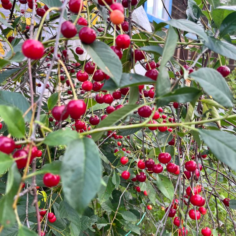 2 Cherry Laurel Plant Live, Dormant Tree, Cherry Laurel Shrub for ...