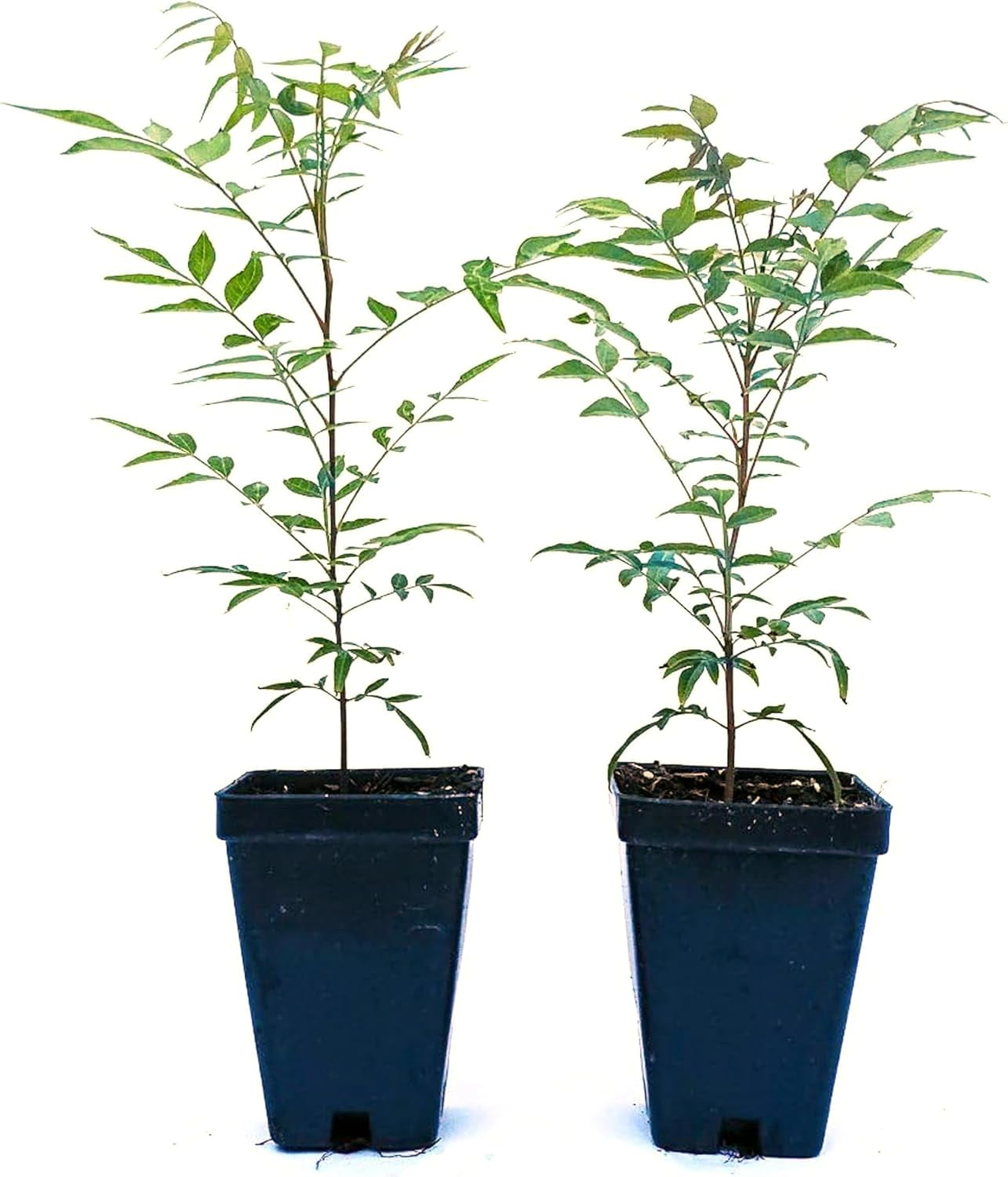2 Chinese Pistache Trees | Live Saplings in 2.5-inch Nursery Cubes ...