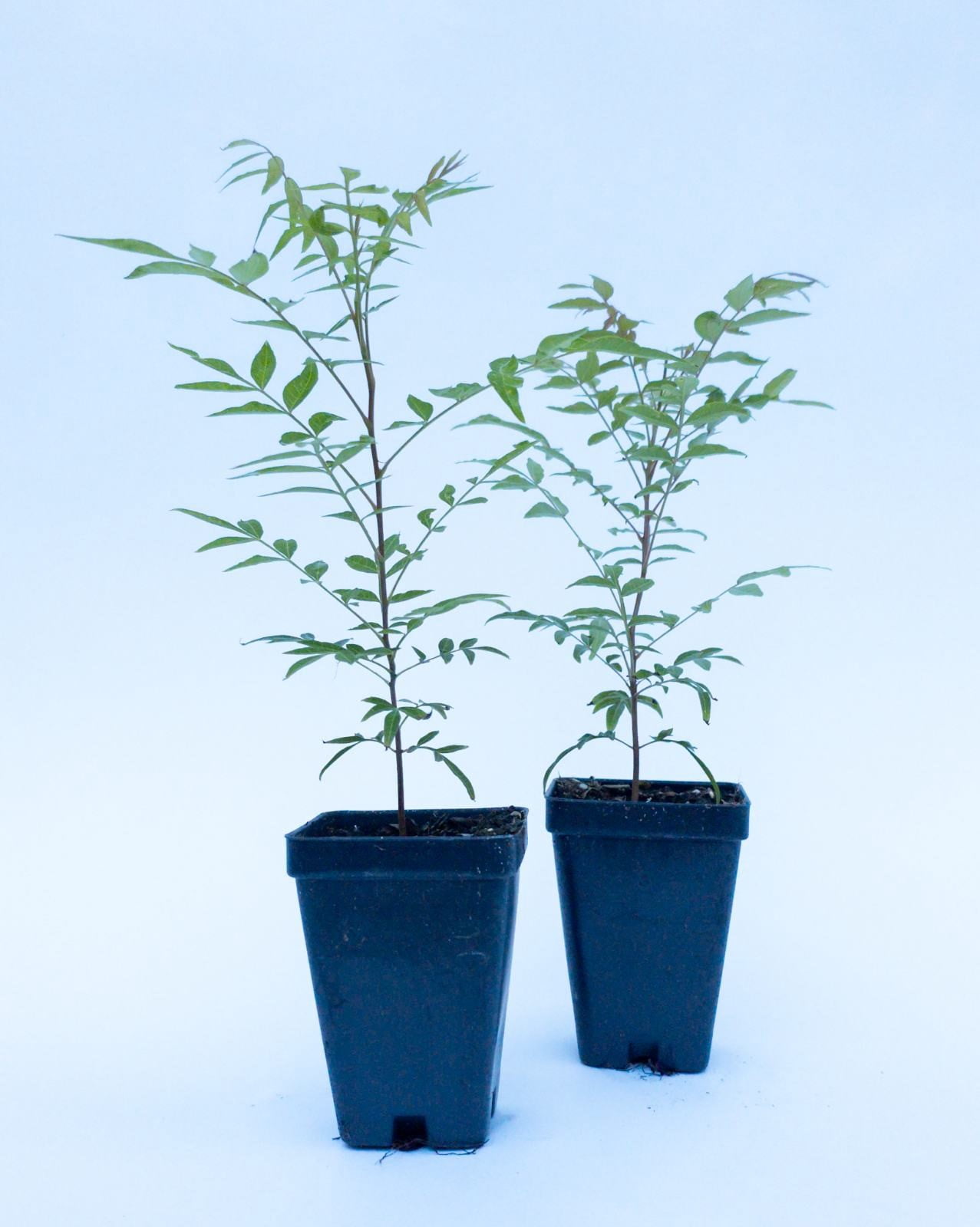2 Chinese Pistache Trees | Live Saplings in 2.5-inch Nursery Cubes ...