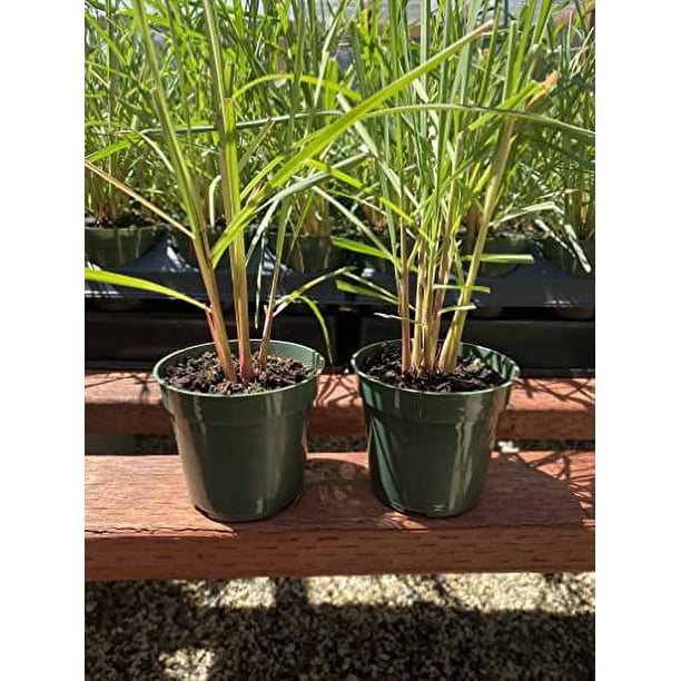 2 Citronella Grass Plants, Cymbopogon Nardus,The Real Citronella Grass ...