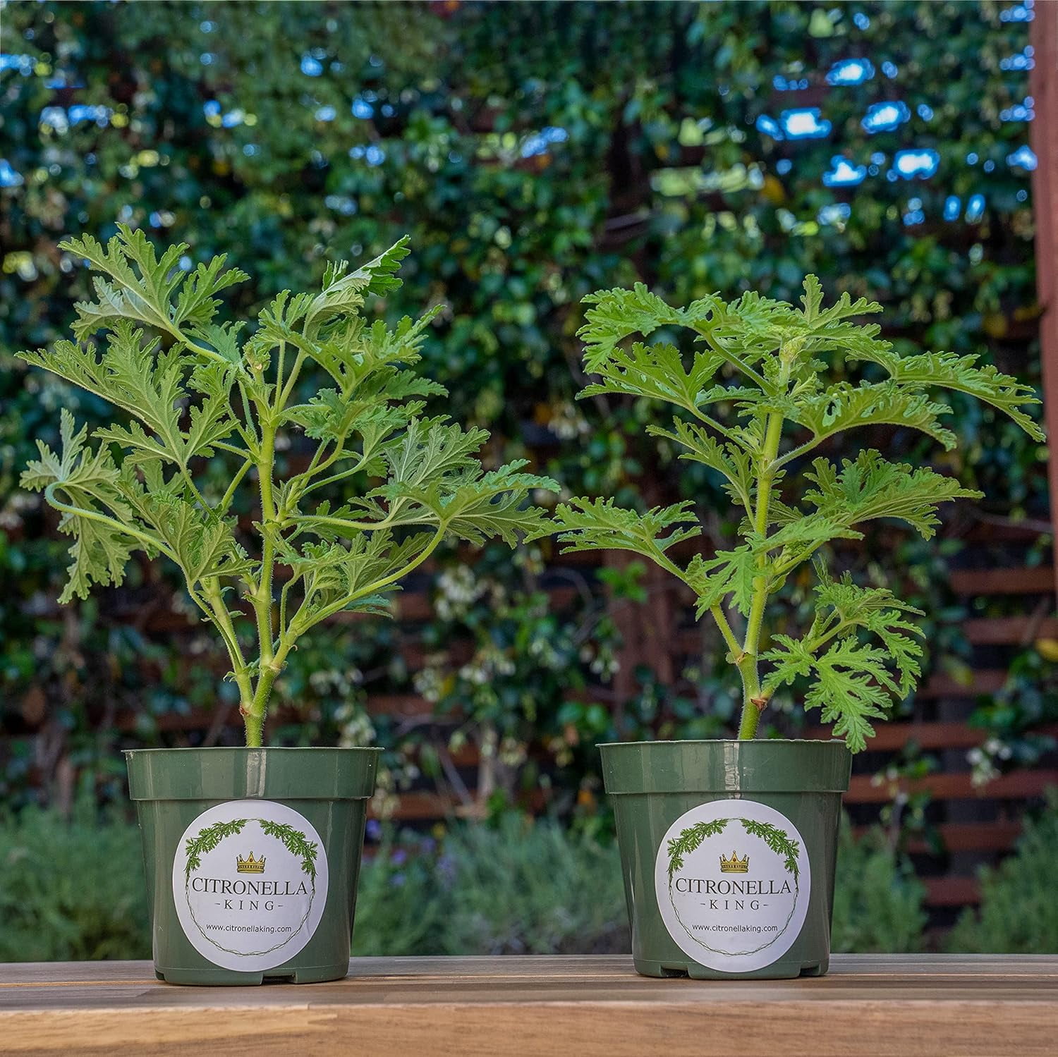 2 Premium 4” Potted Citronella Plants, Live Mosquito Repellent Lemon ...