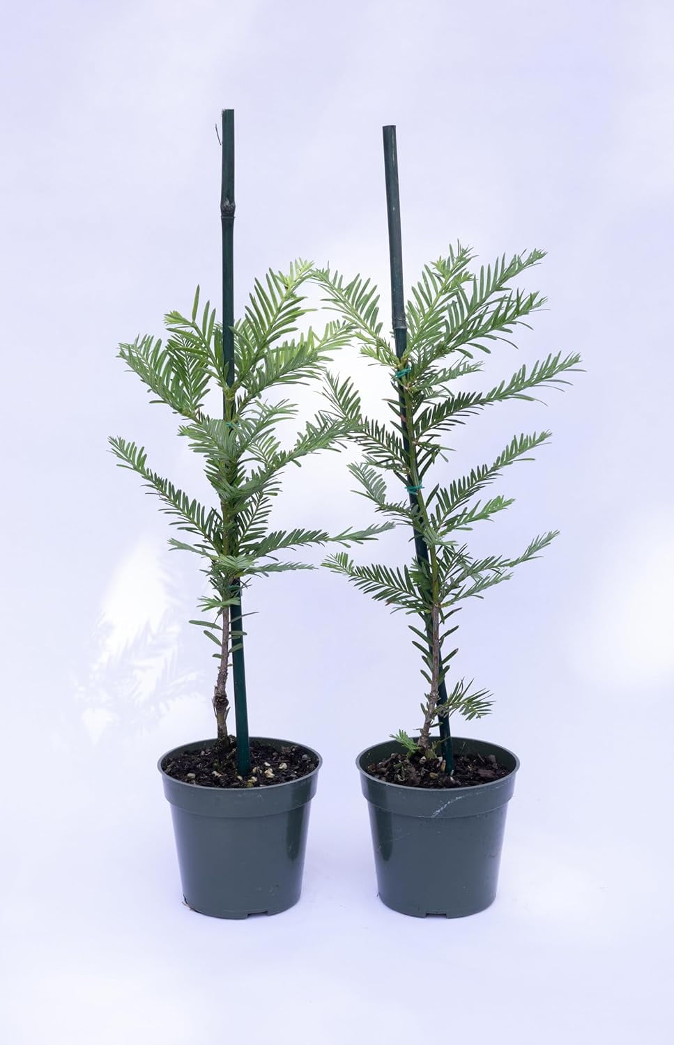 2 Coastal Redwoods, Sequoia sempervirens ‘Aptos Blue’, 4” nursery Pots ...