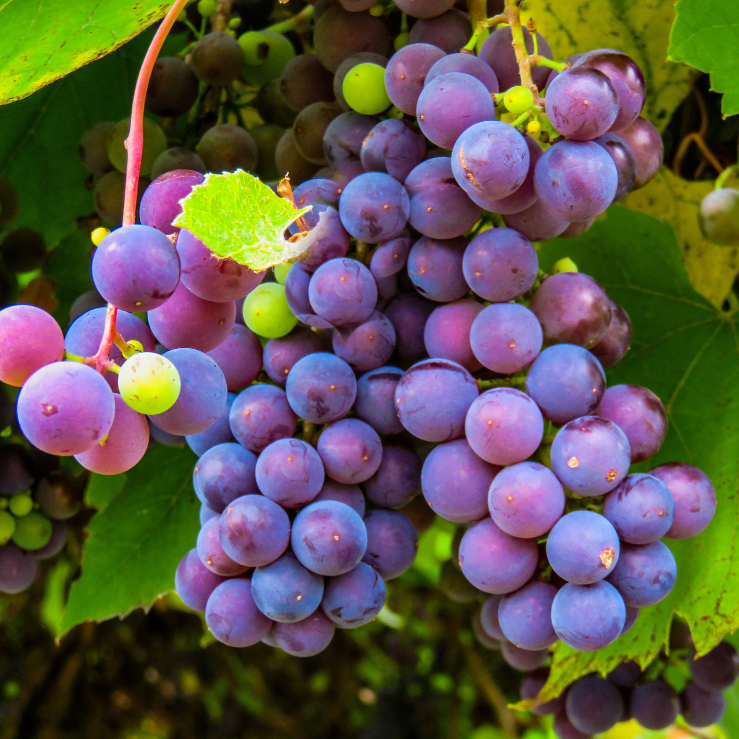2 Concord Grape Plants Live, 6-11 Inch Tall, Hardy Grape Tree Live ...