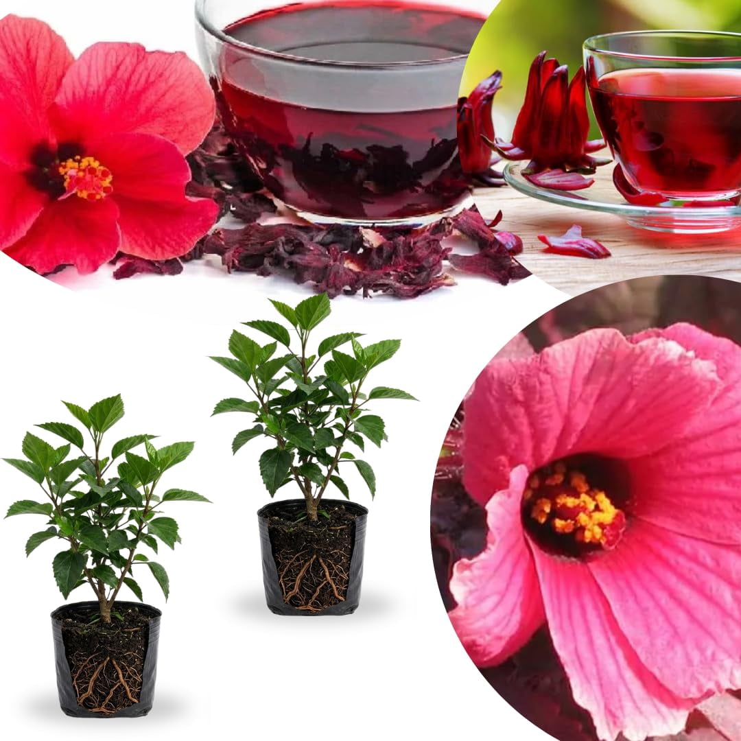 2 Cranberry Hibiscus Live Plants, 4–6 Inch Tall, Ornamental Flowering ...