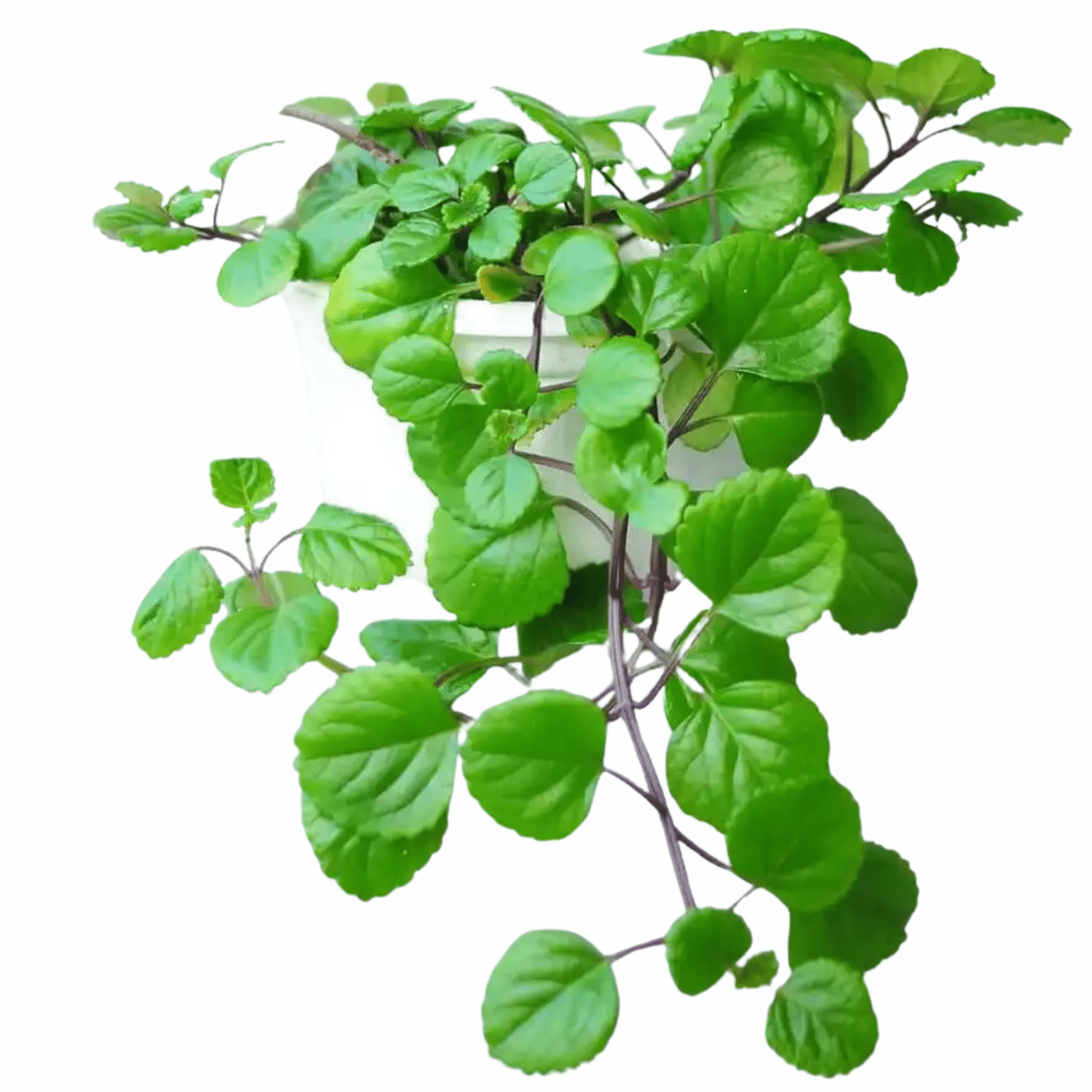 2 Creeping Charlie Swedish Ivy Plants Live, 4-8 Inch Tall, In 4 Inch ...