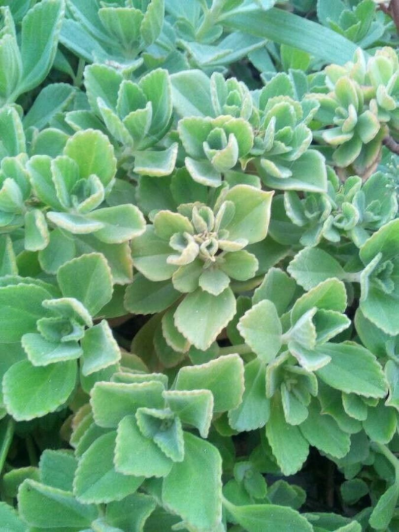 2 Cuban Oregano Culinary Herb Plants in 4" Pots---Punch up your Sauces ...