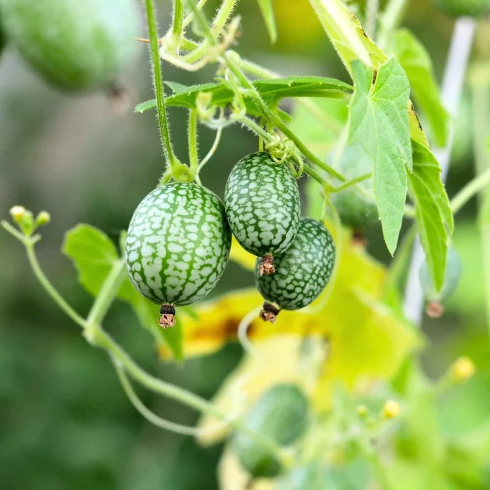 2 Cucamelon Plants Live for Planting, 4 to 6 Inch Tall, Mini Watermelon ...